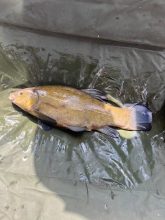 Guide To Tench Fishing